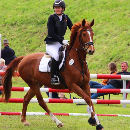 10,0 Freispringen Lycon Vater von Lamia von Lycon