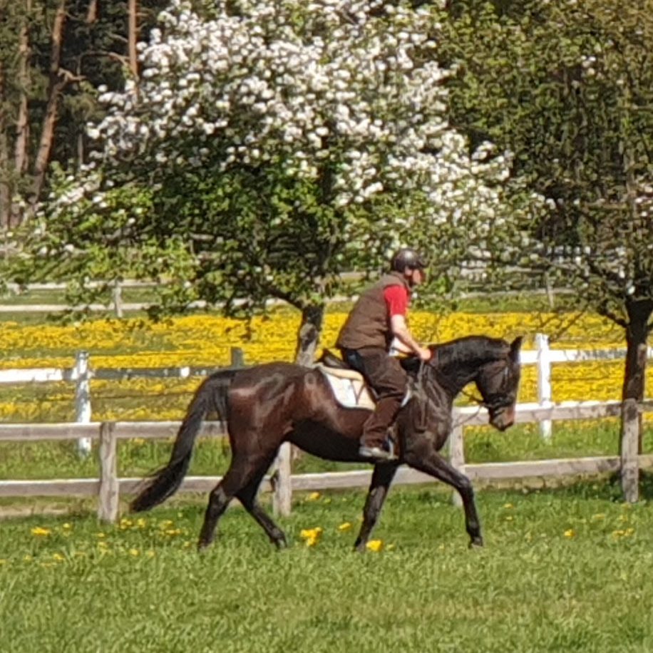 Leowyn - Latour TN - El Bundy - Imperator - Gralsritter - Sport Horse ...