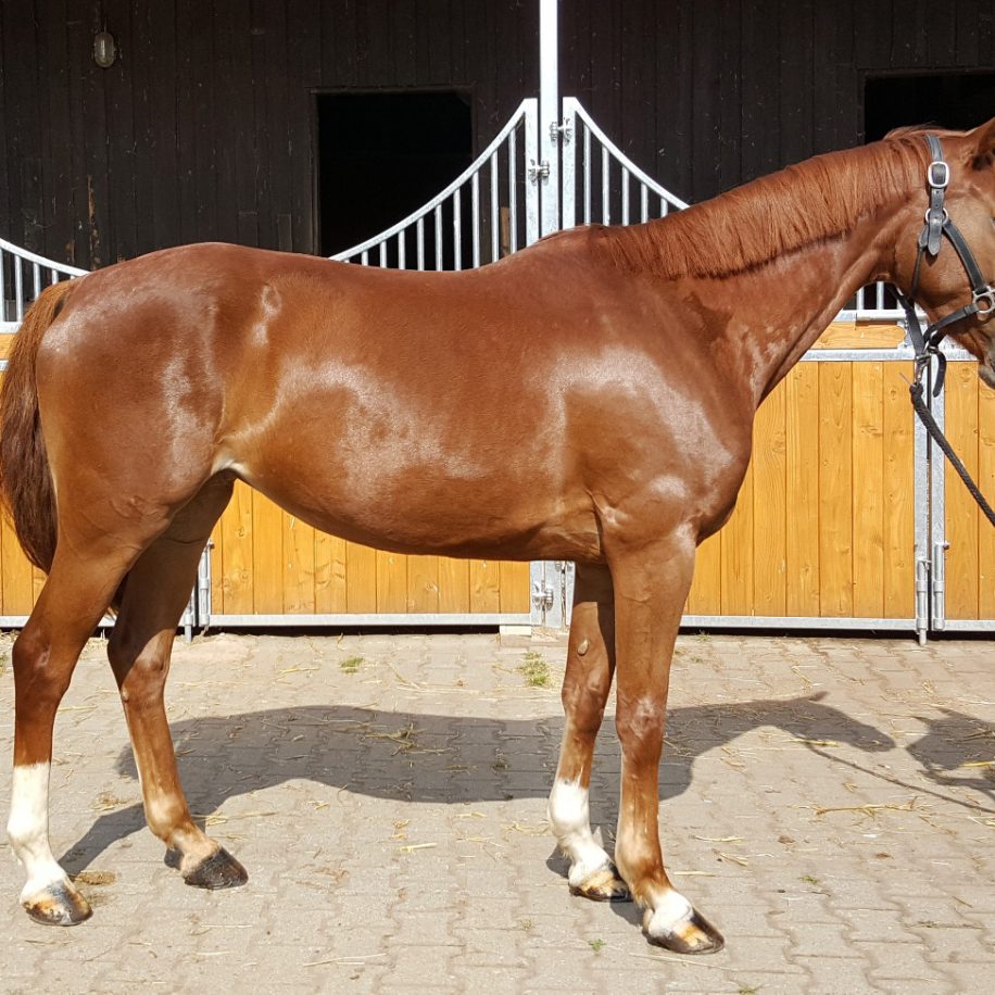 10,0 Freispringen Lycon Vater von Lamia von Lycon