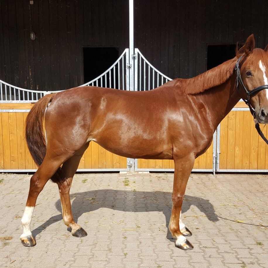 10,0 Freispringen Lycon Vater von Lamia von Lycon