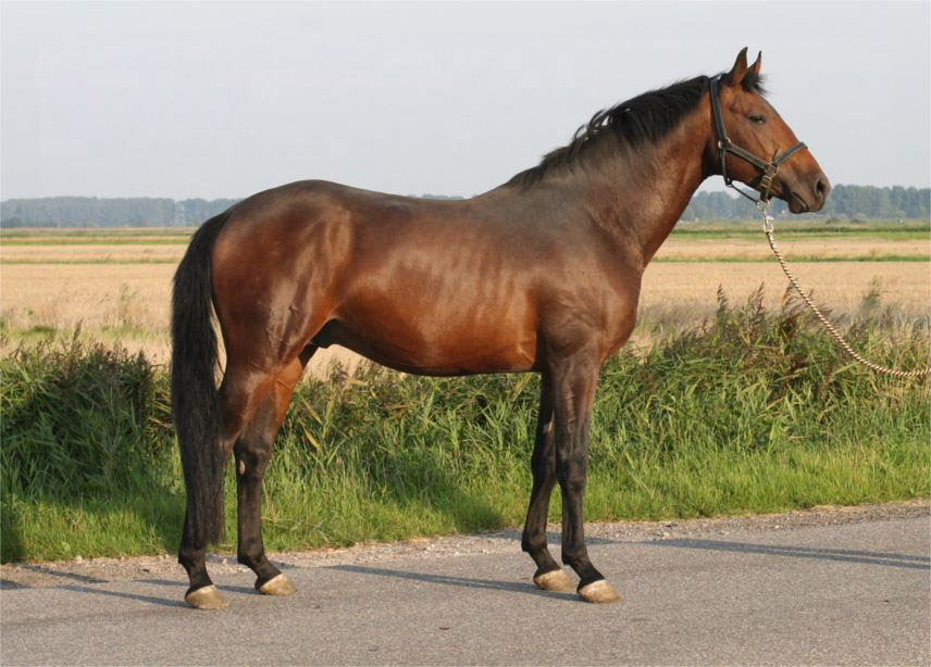 1. Platz: Die besten Araber Hengste - Sport Horse